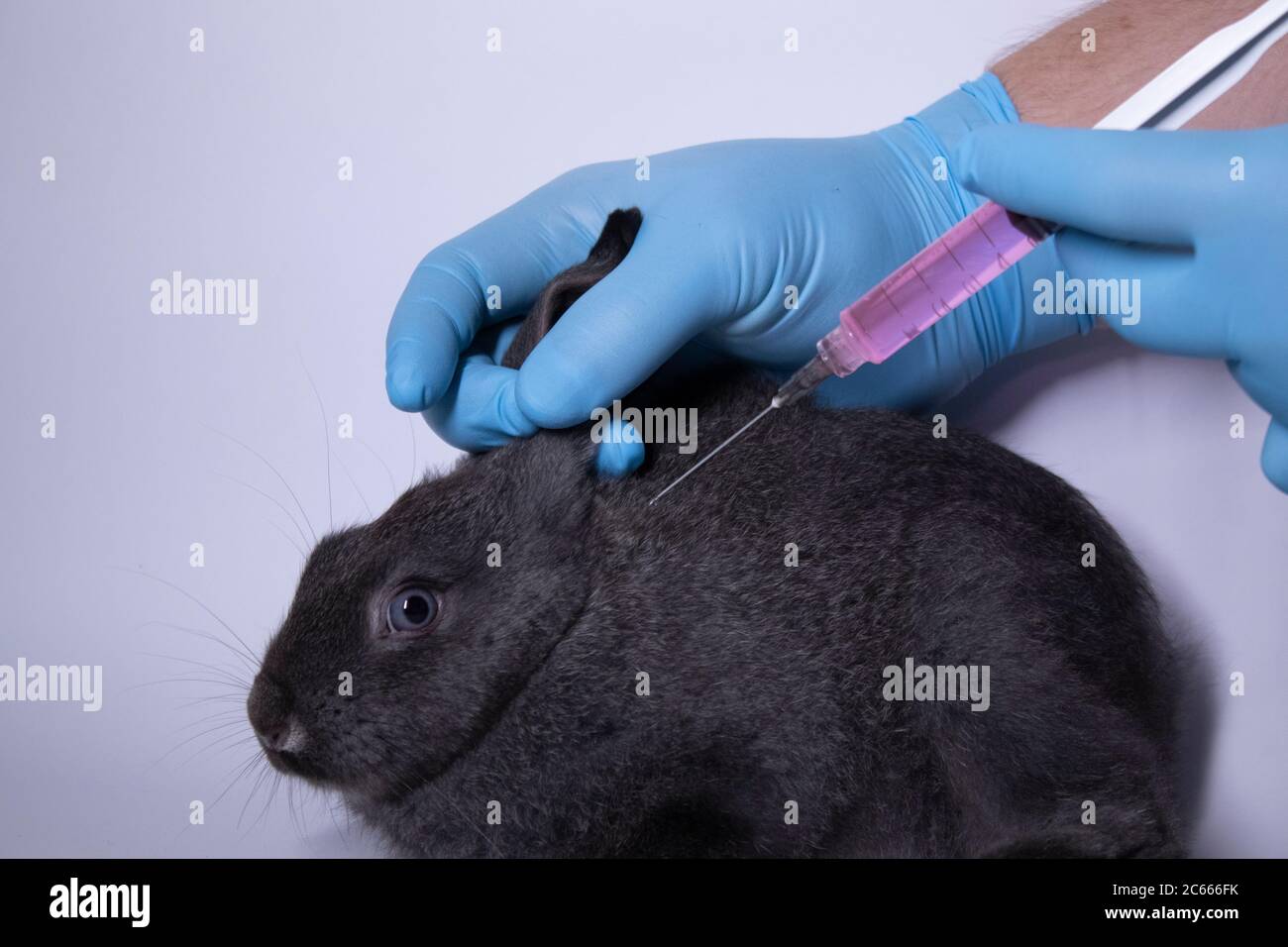 a hand in a blue medical glove injects a pink liquid into a frightened ...