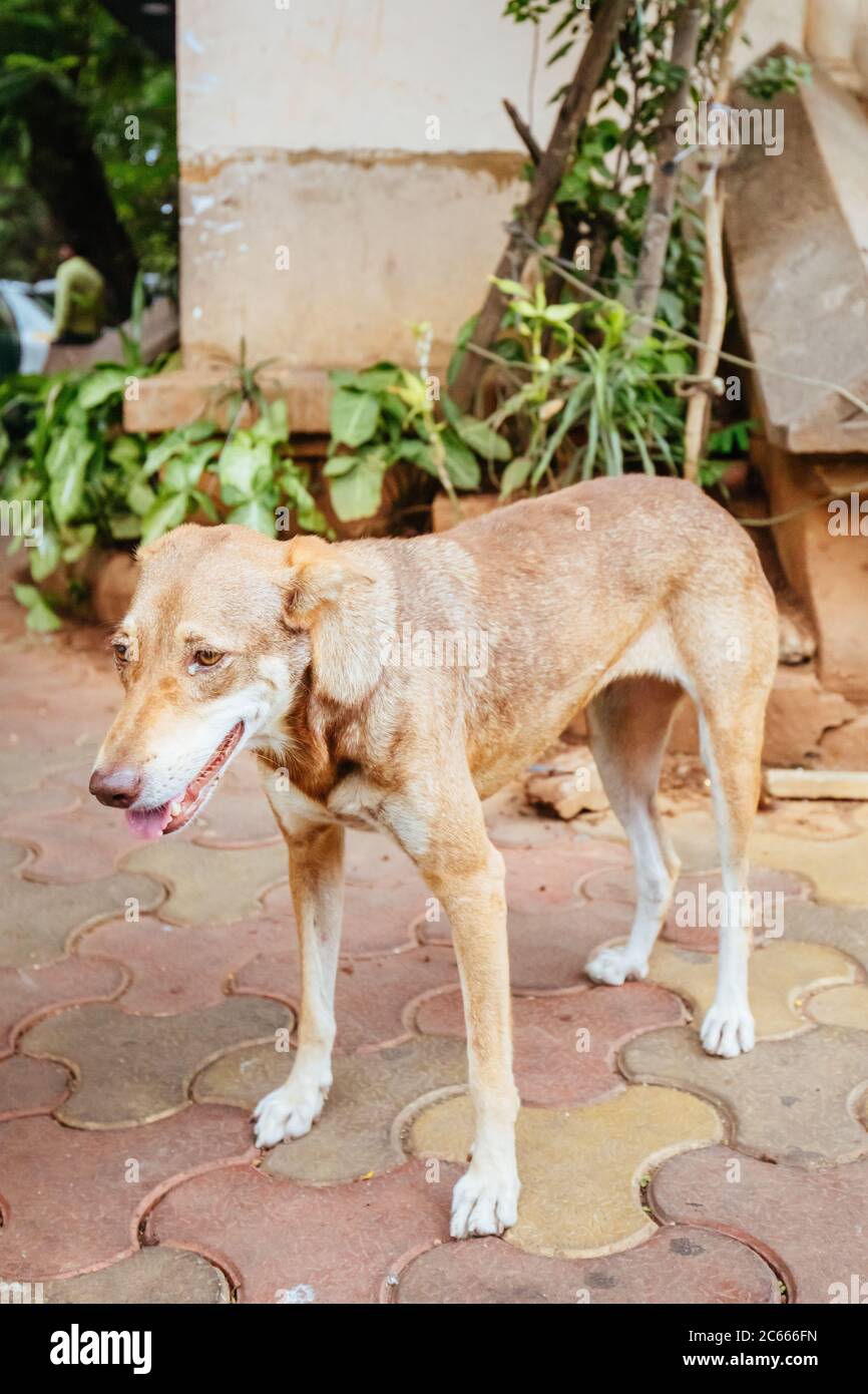 Asian animal poverty hi-res stock photography and images - Alamy