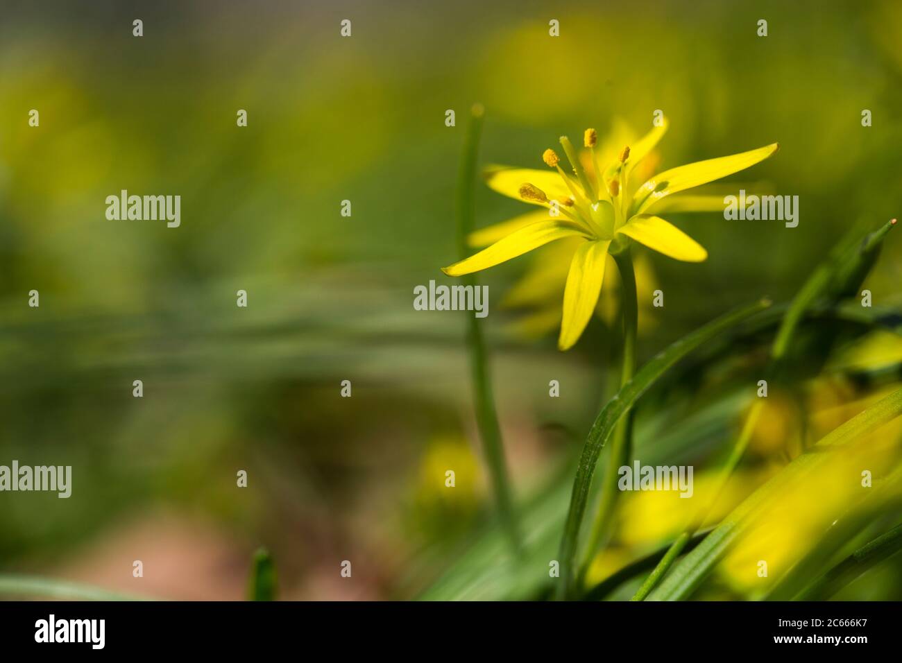 Gagea flowers hi-res stock photography and images - Alamy