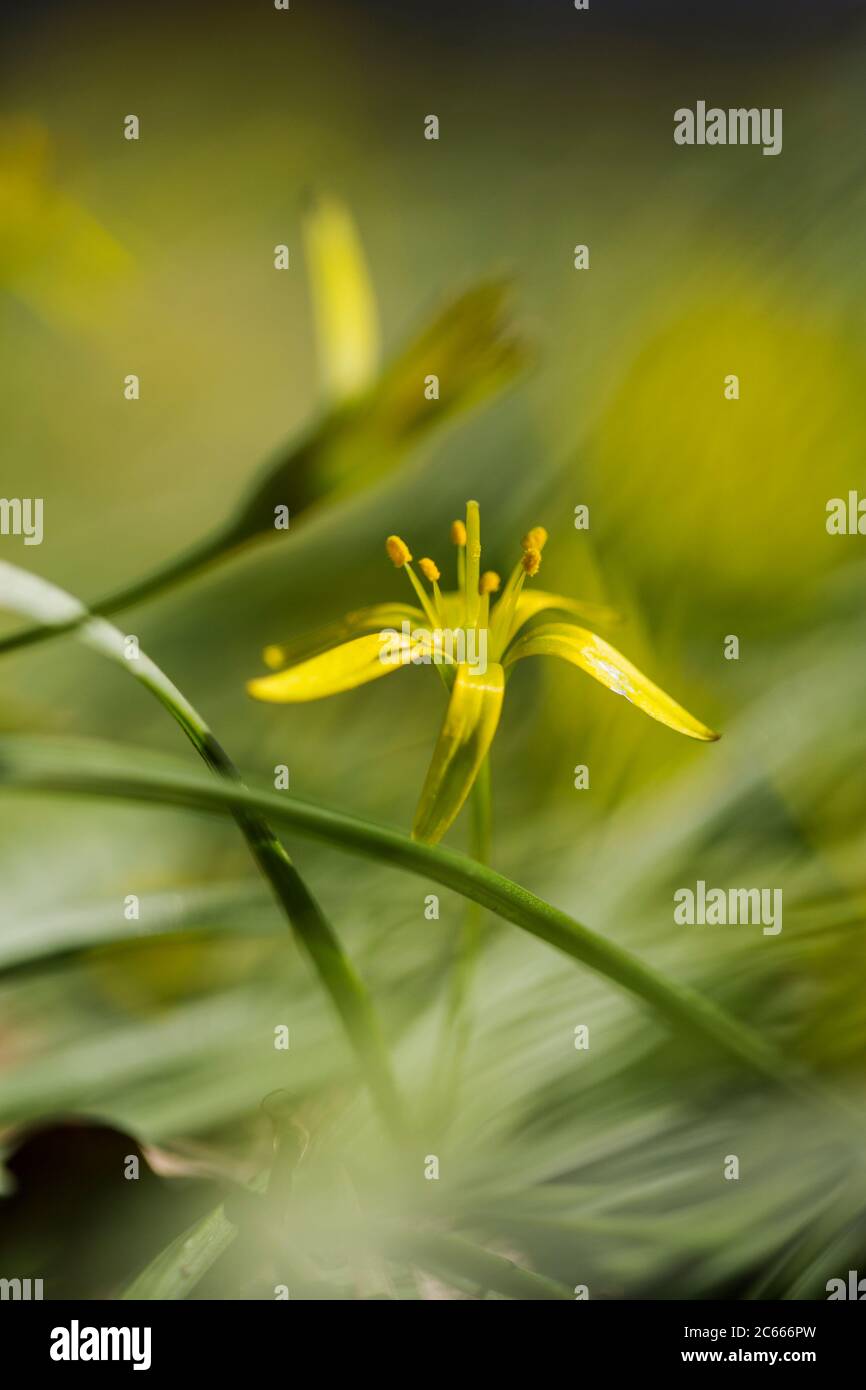 Gagea flowers hi-res stock photography and images - Alamy