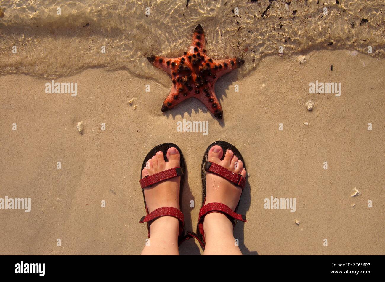Starfish feet sand hi-res stock photography and images - Alamy