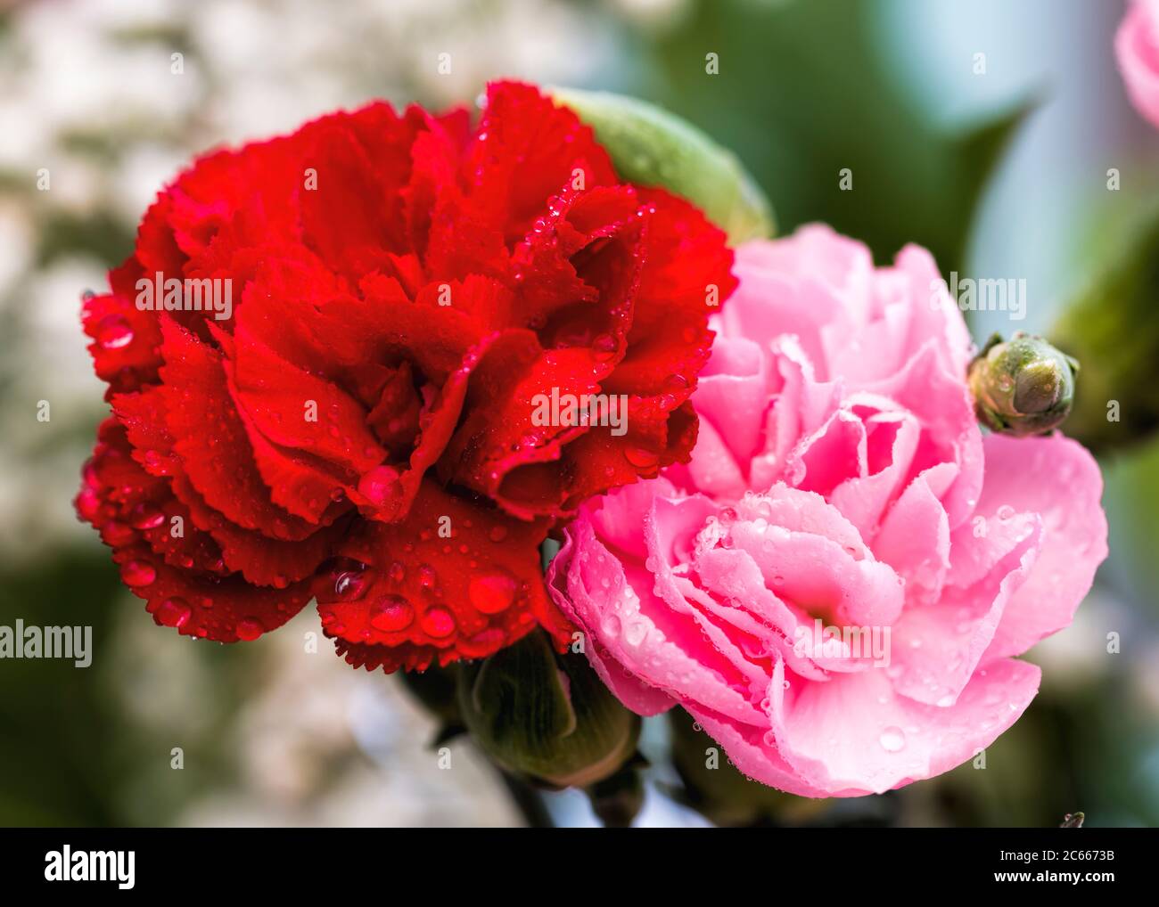 Raining flowers hi-res stock photography and images - Alamy