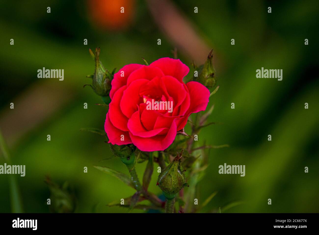 Small red rose flower in the garden Stock Photo - Alamy
