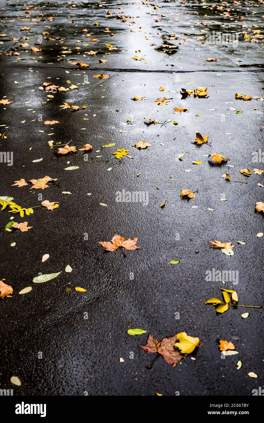 Reflection on a wet pavement with foliage in Paris, France Stock Photo ...