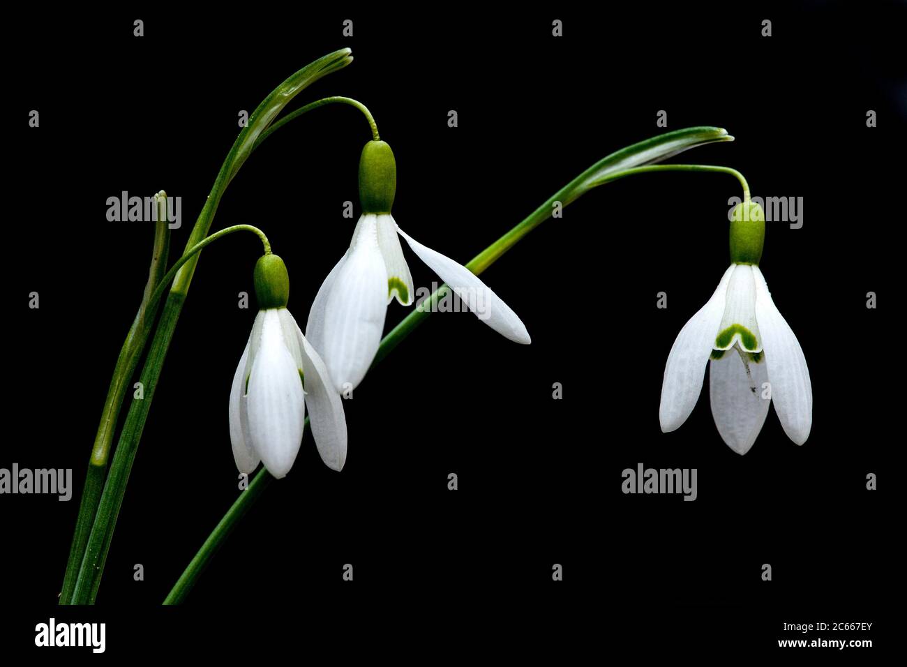 Common Snowdrop flowers Stock Photo - Alamy
