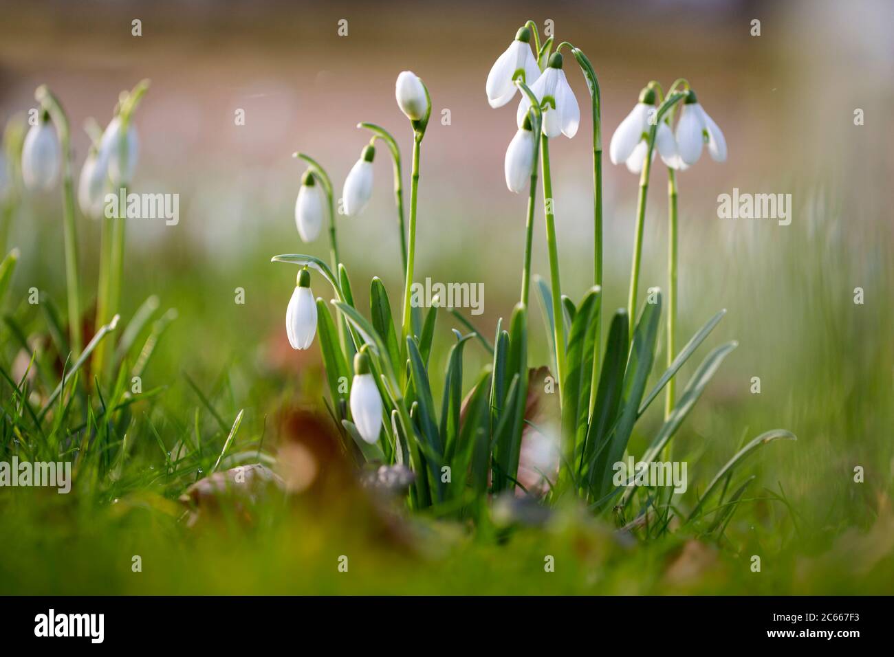 Flora of Europe. Plant and flowers Stock Photo - Alamy
