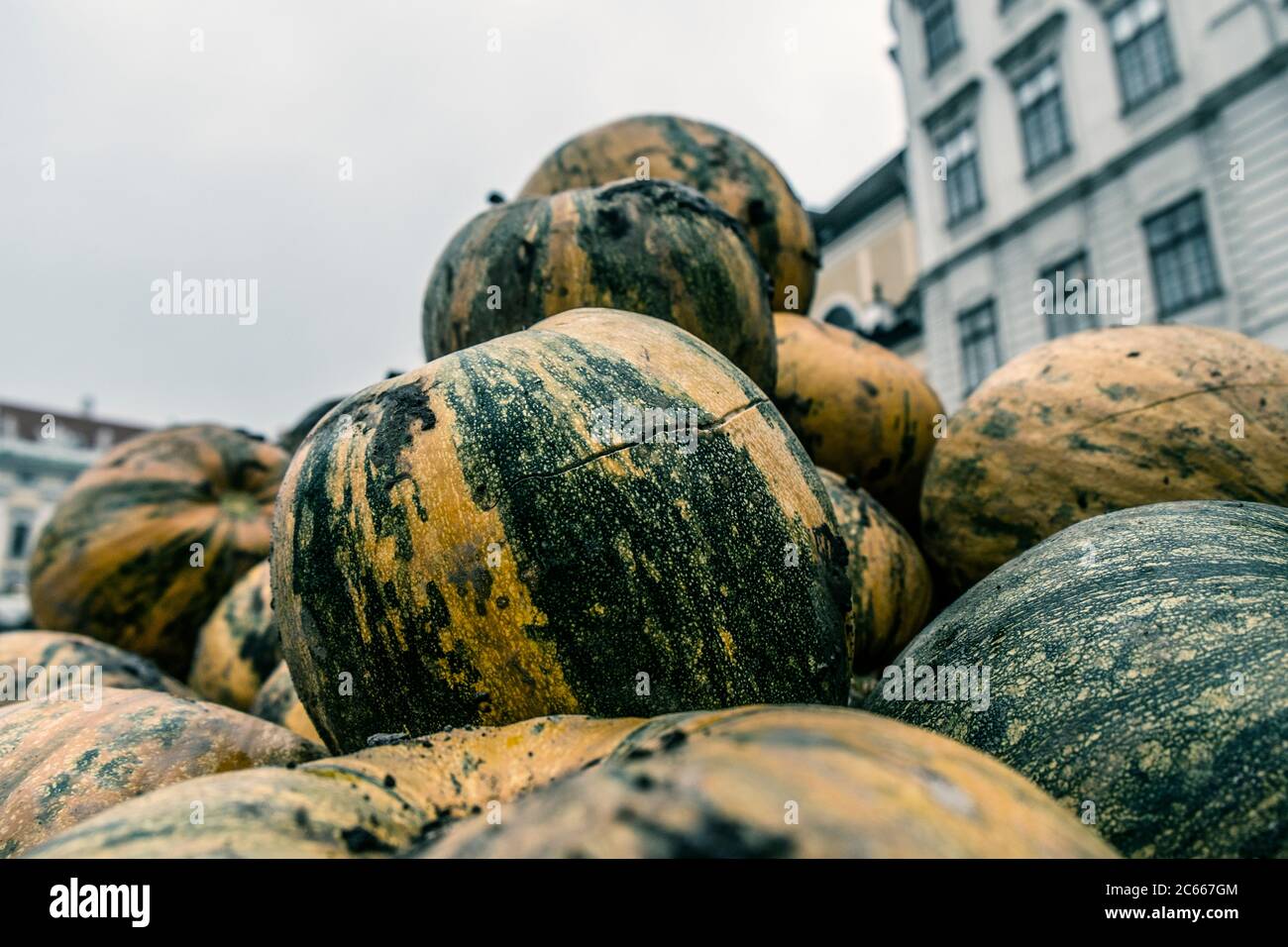 Very large melons hi-res stock photography and images - Alamy