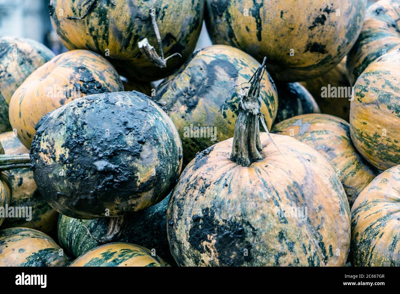 Heap of melons hi-res stock photography and images - Alamy