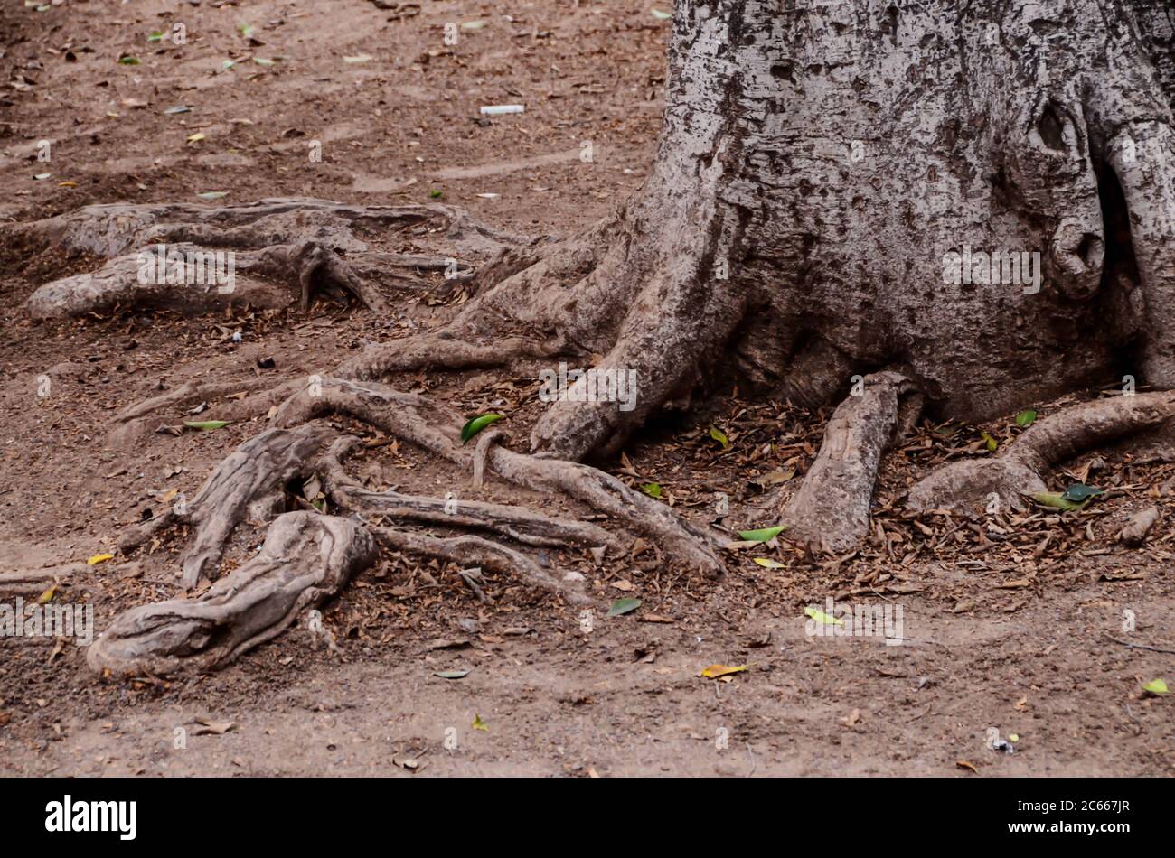 Root of the Tree in the Ground Stock Photo - Alamy