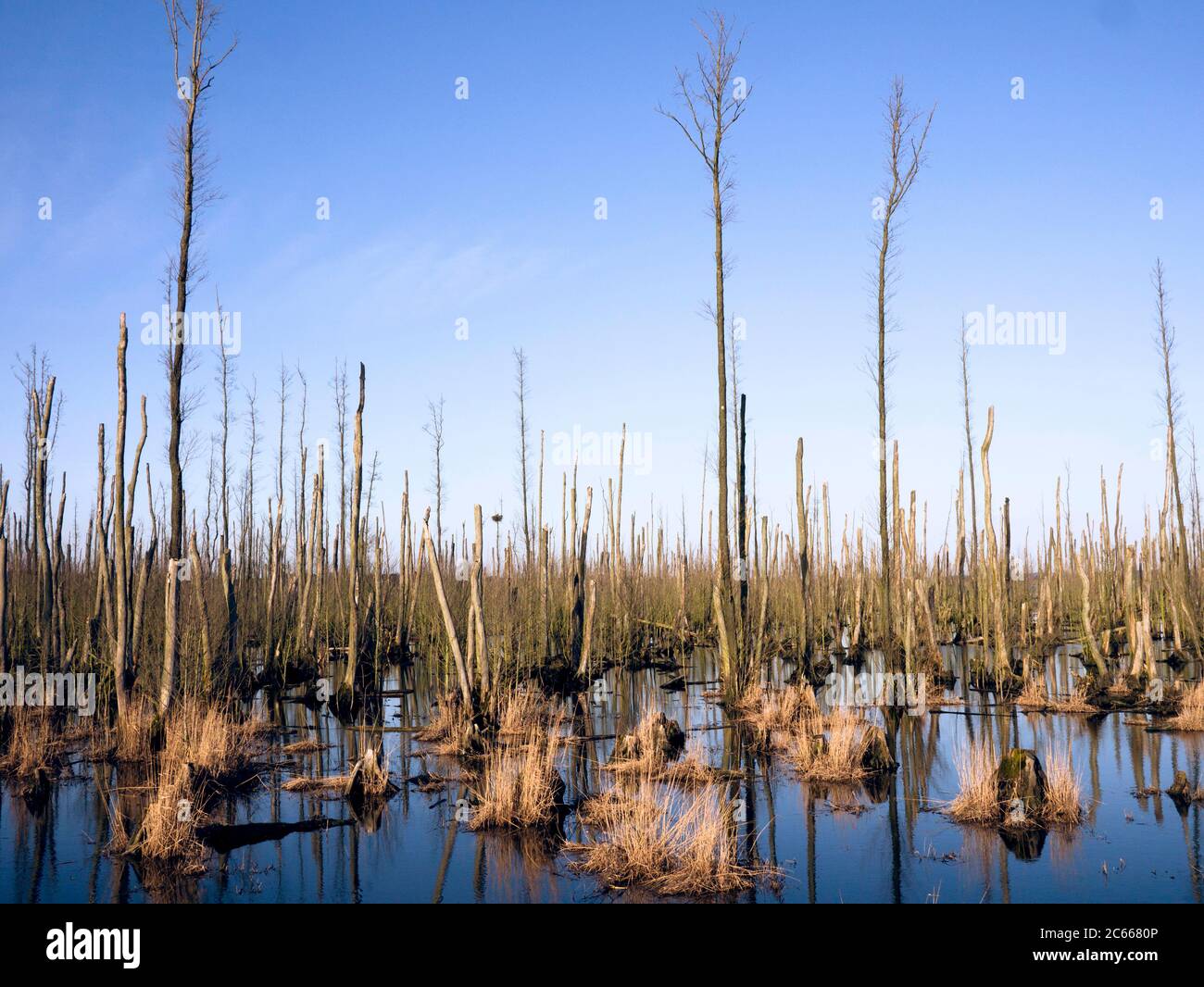 Eagles in trees hi-res stock photography and images - Alamy