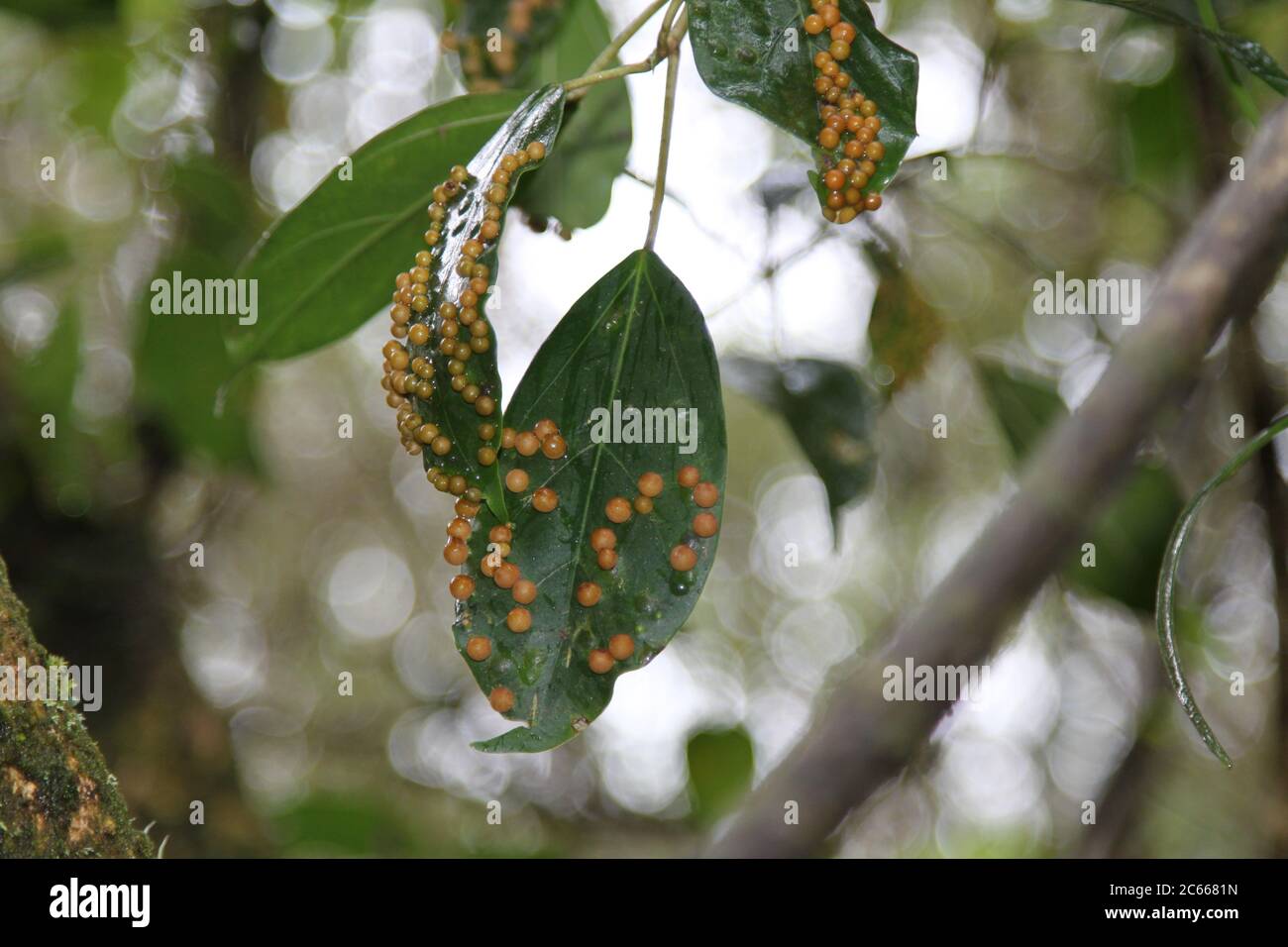 Wild berries in the Monteverde park in Costa Rica Stock Photo - Alamy