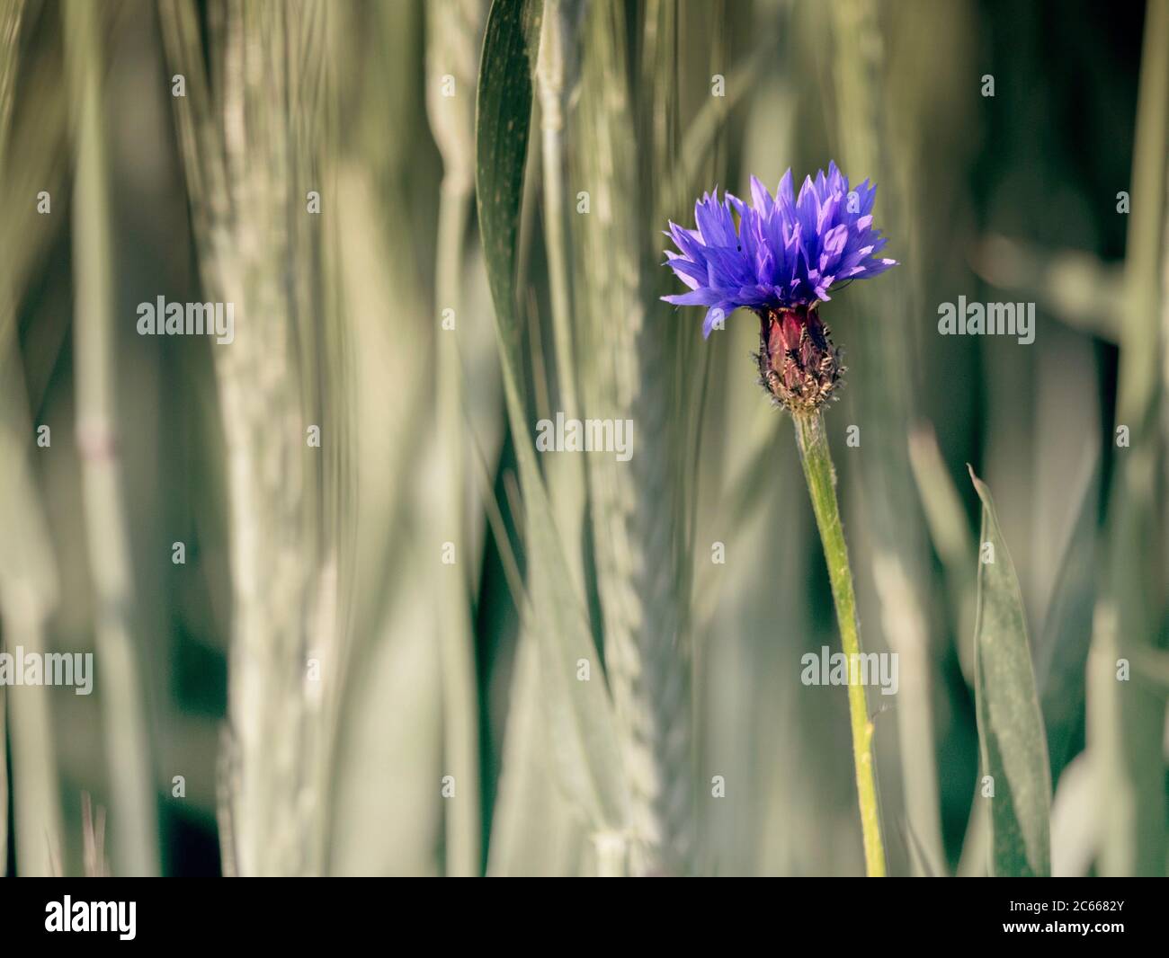 Cornflower in cornfield Stock Photo - Alamy