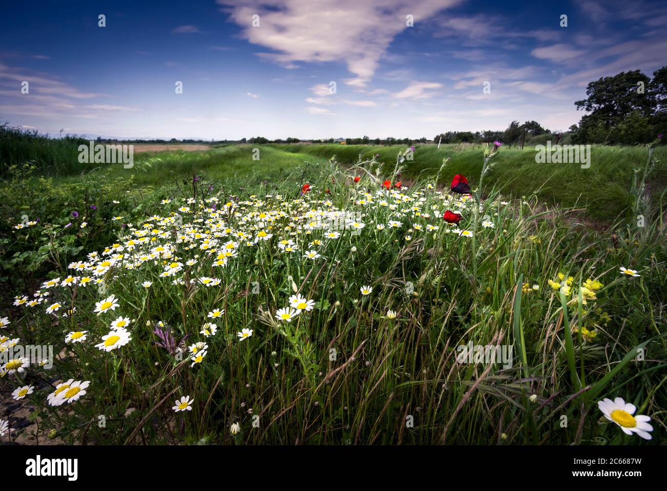 Deep meadow hi-res stock photography and images - Alamy