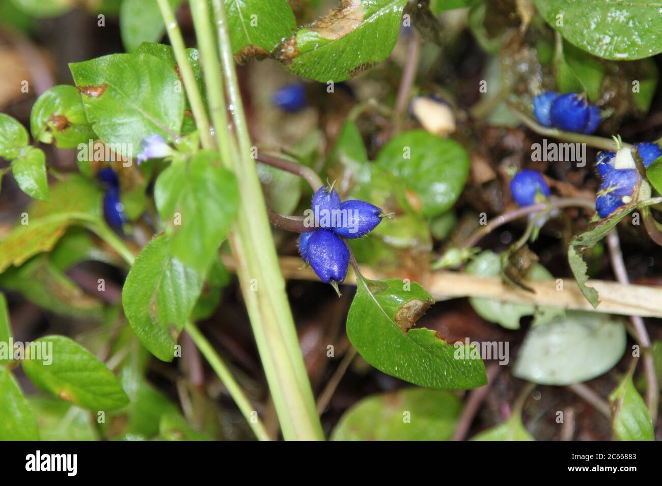 Wild berries in the Monteverde park in Costa Rica Stock Photo - Alamy