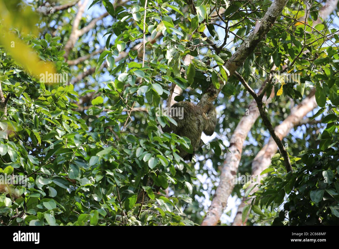 Sloth in the Corcovado park in Costa Rica Stock Photo - Alamy