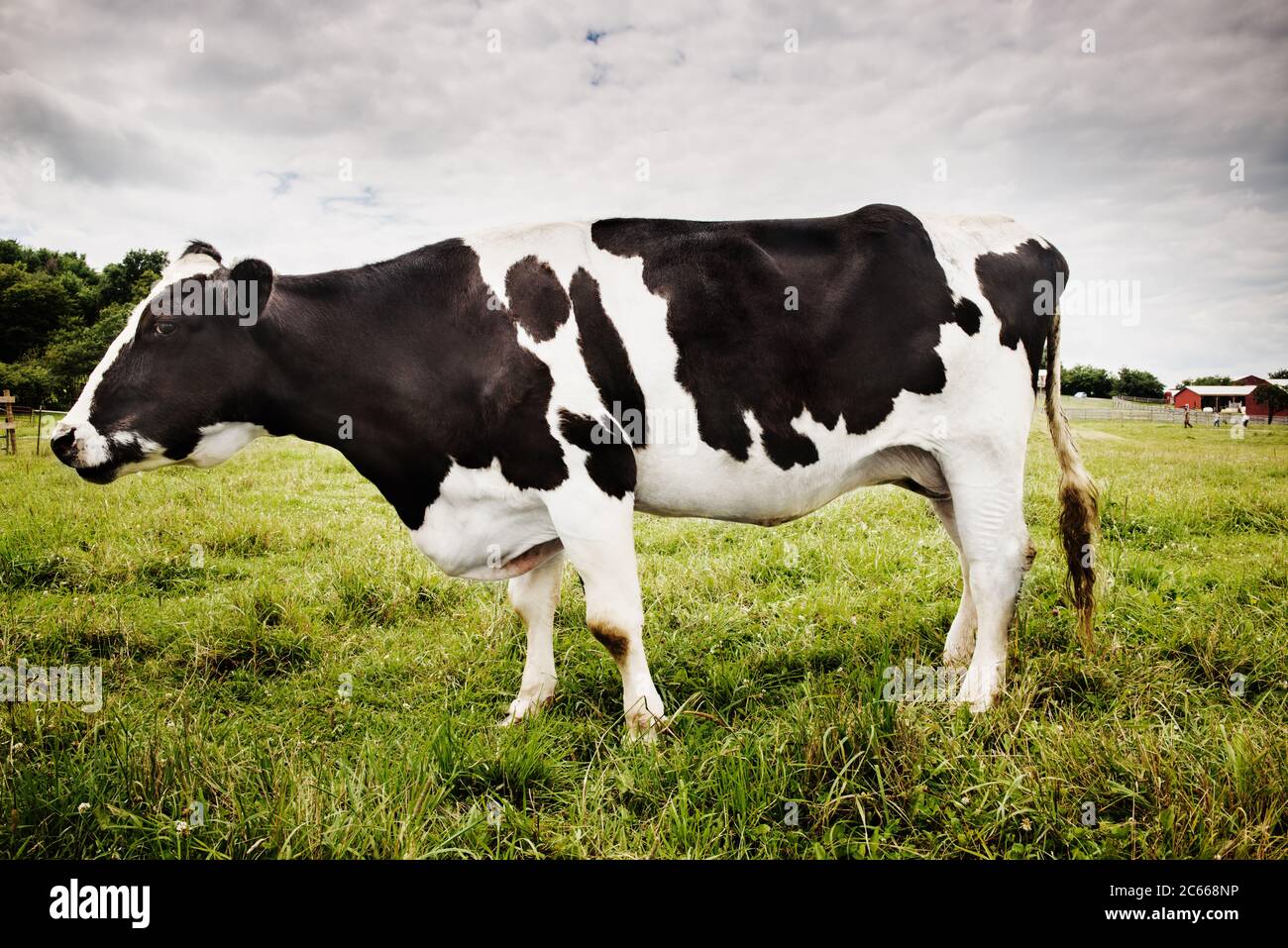 cow in field Stock Photo - Alamy