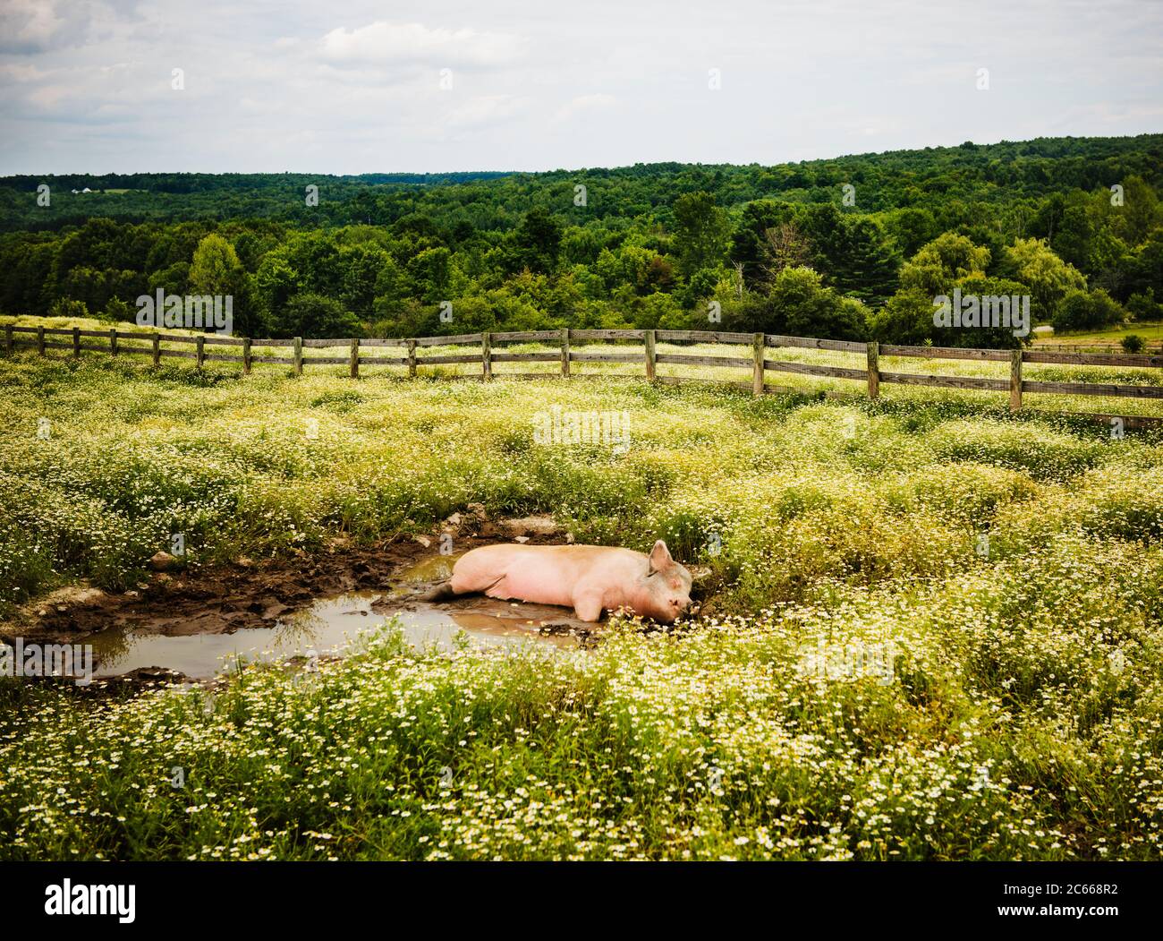 Pig farm in rural hi-res stock photography and images - Alamy