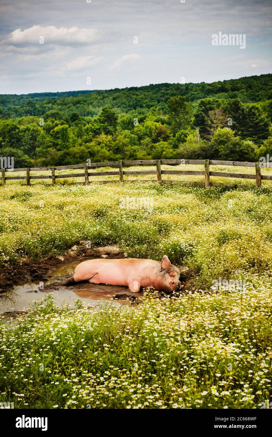 pig lying in mud on a farm Stock Photo - Alamy