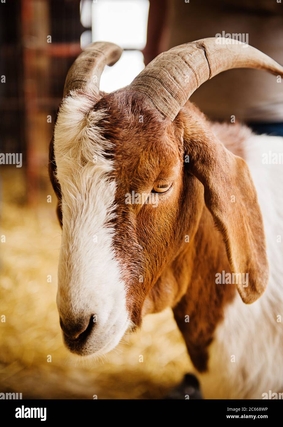 Goat in the stable hi-res stock photography and images - Alamy