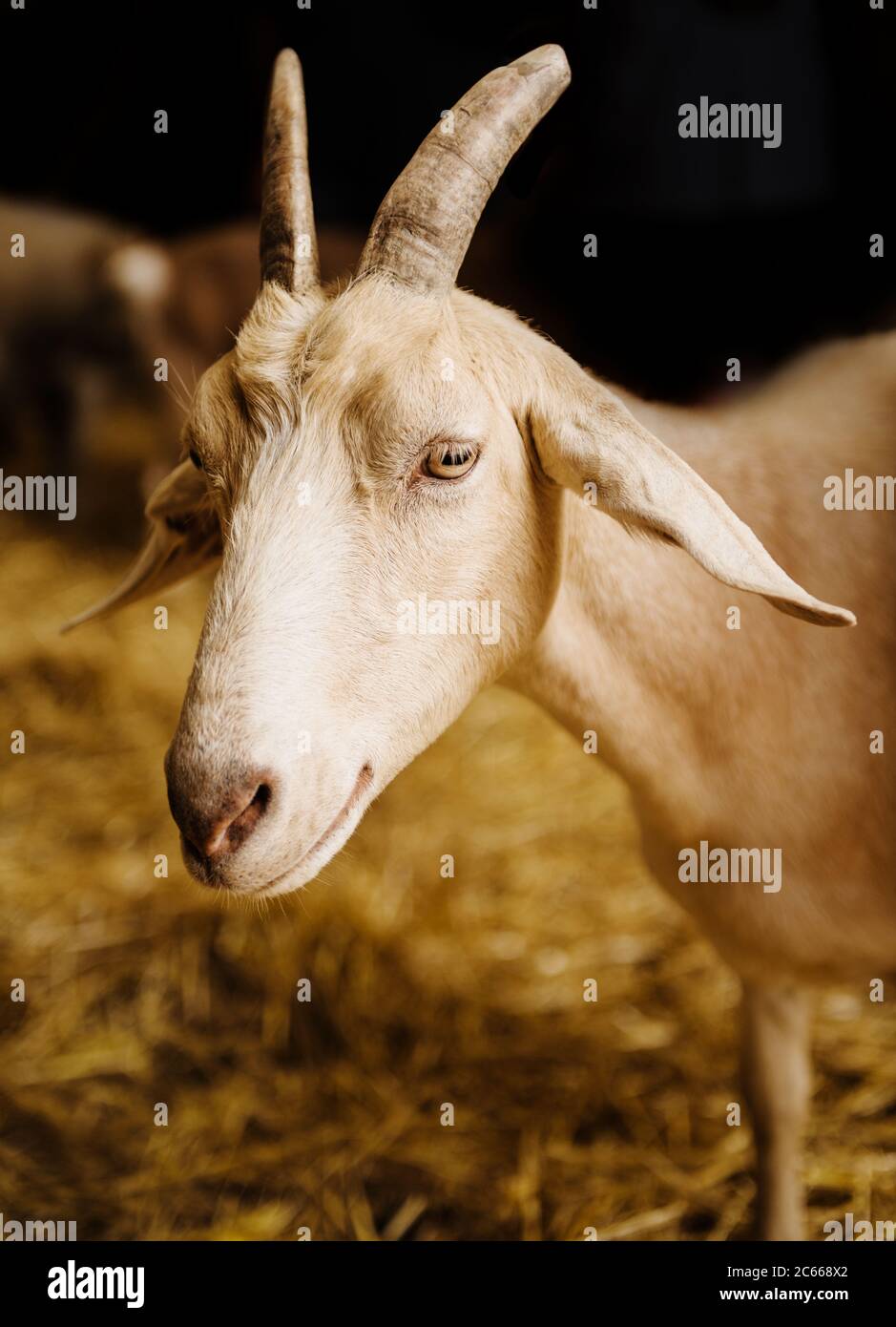 Goat in stable Stock Photo - Alamy