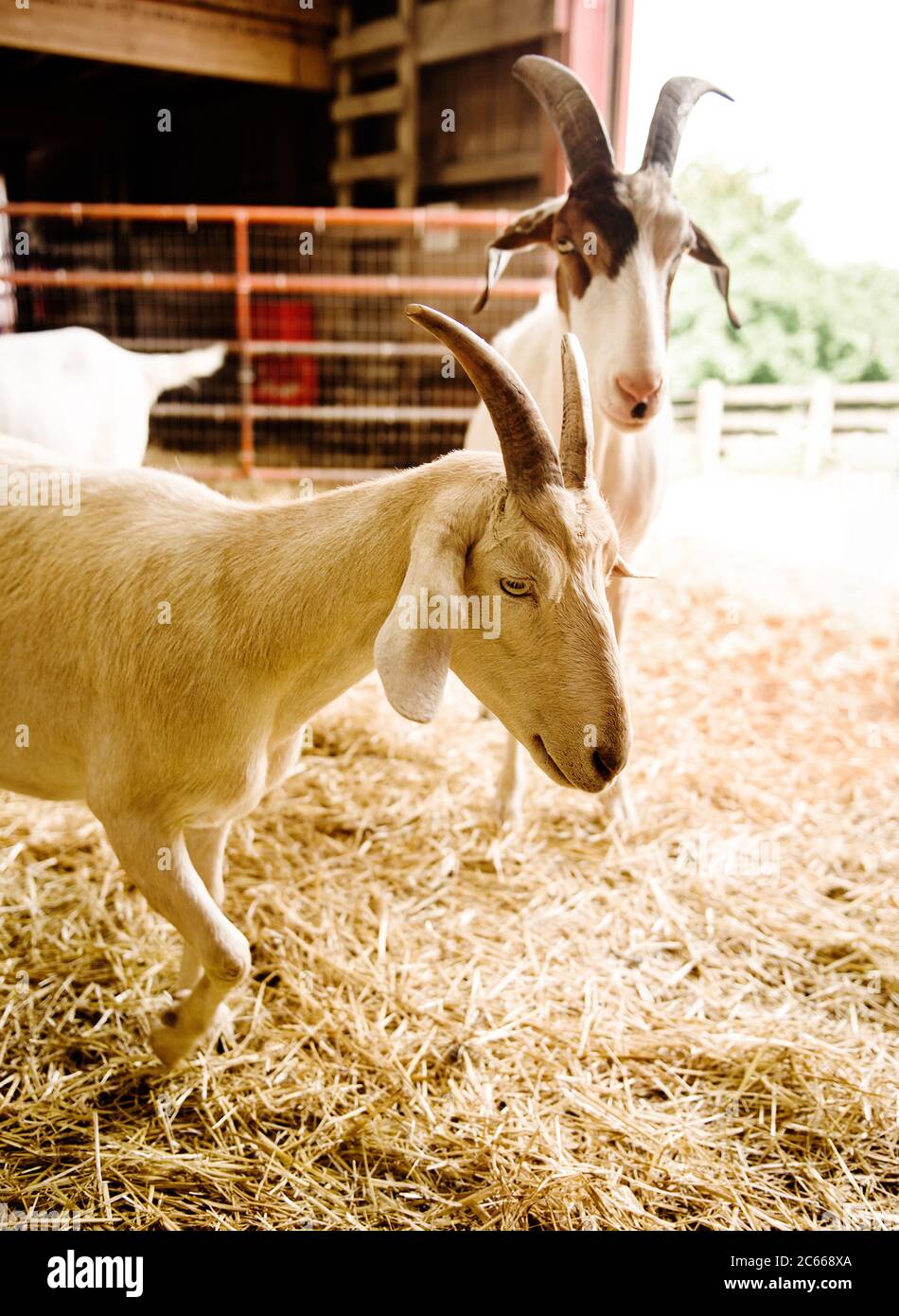 Goats in a stable Stock Photo - Alamy
