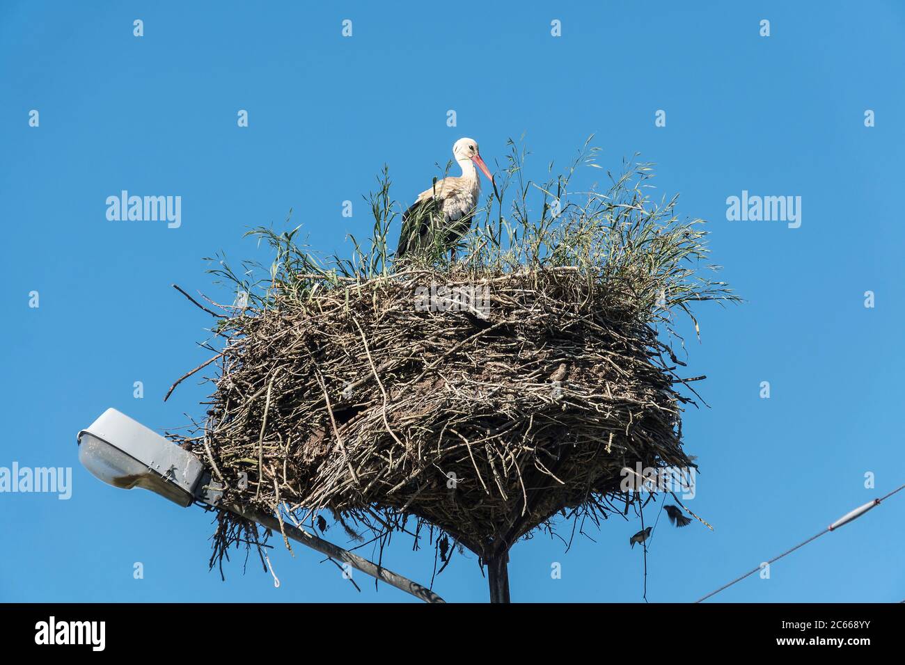 White stork on beach hi-res stock photography and images - Alamy