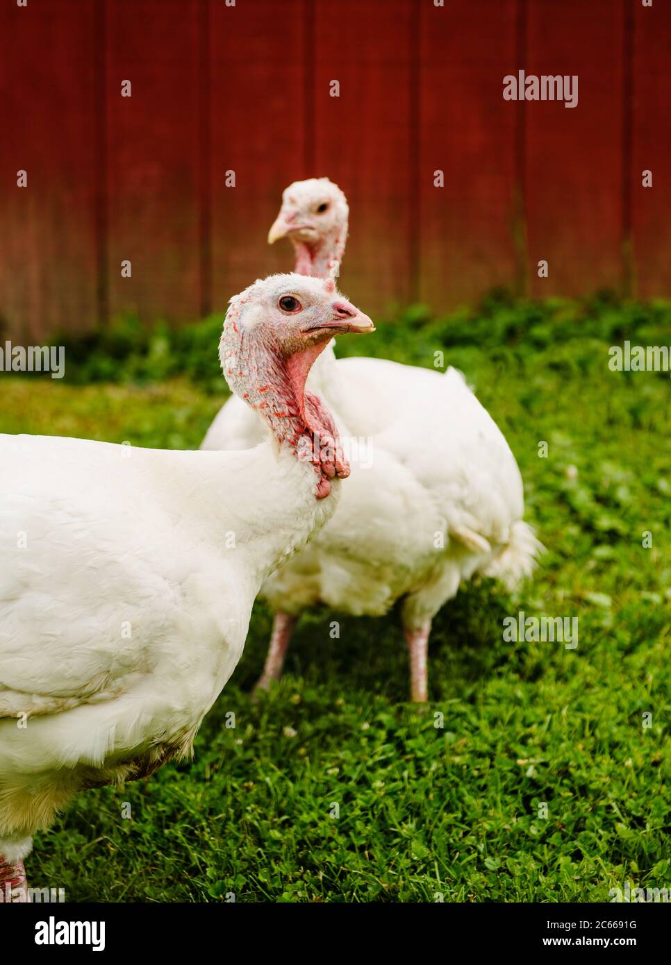 Animal farm agriculture hi-res stock photography and images - Alamy