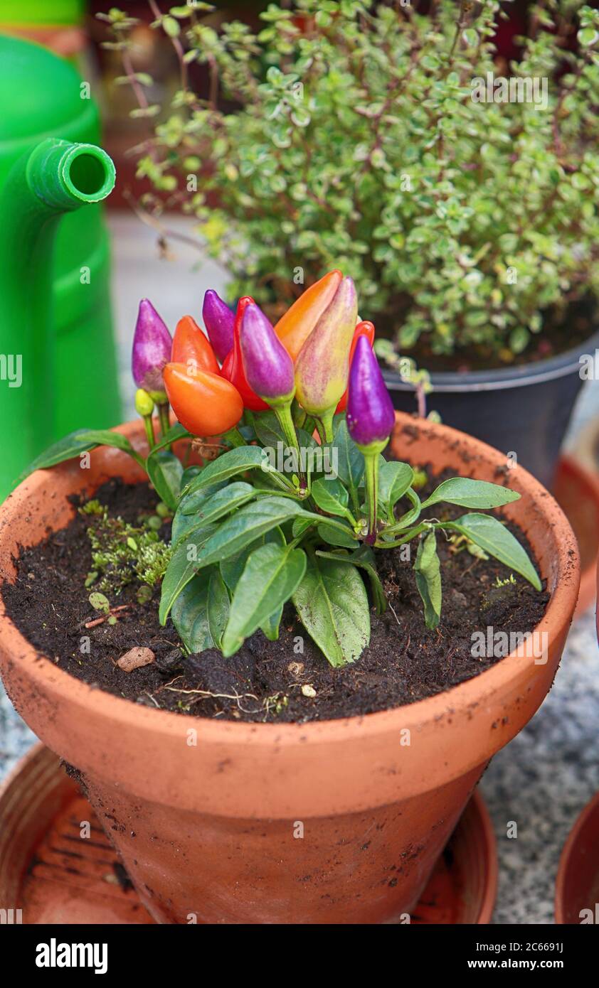 Colorful ornamental peppers potted on the home balcony table Stock ...