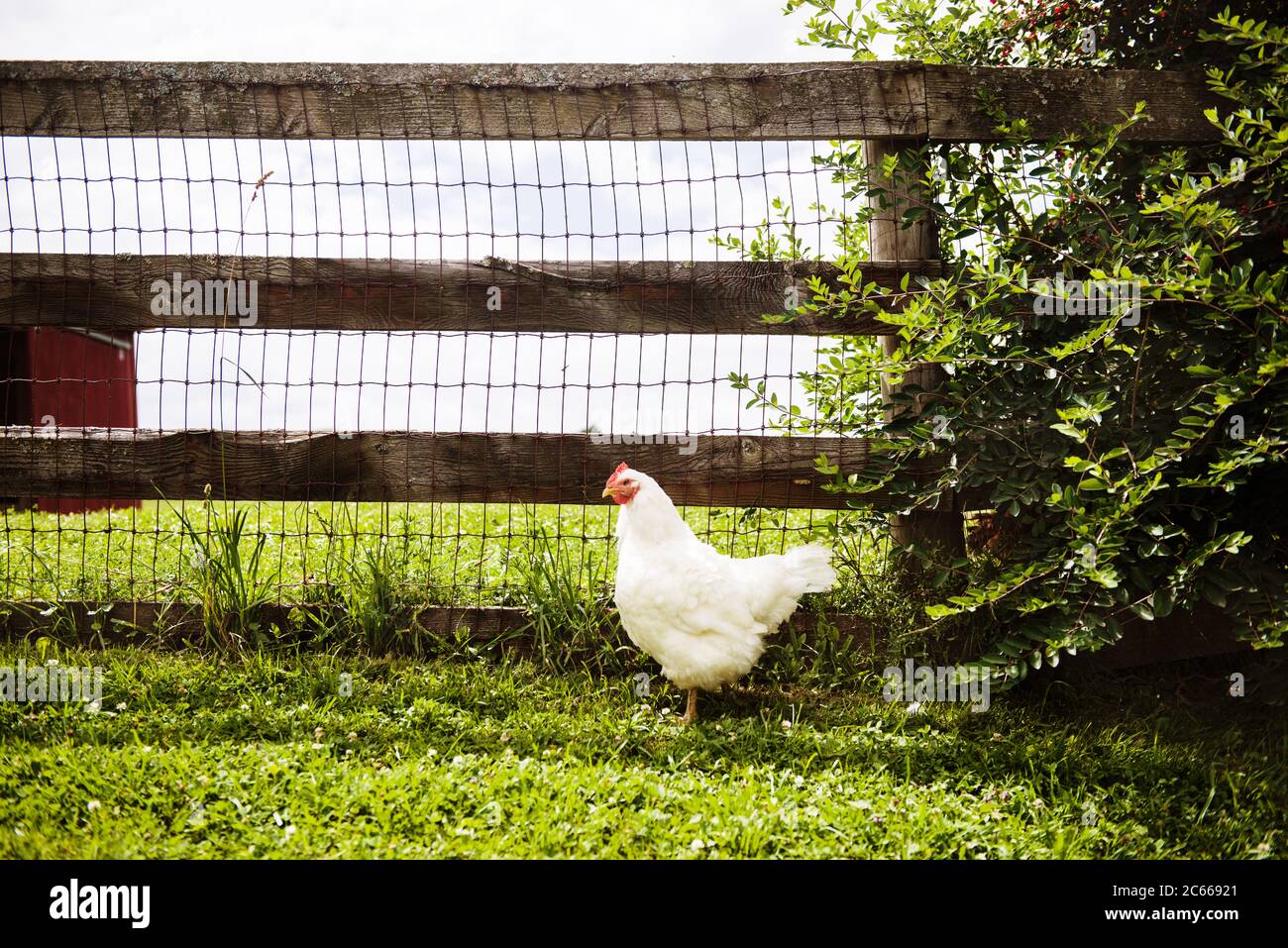 Hen poultry farm hi-res stock photography and images - Alamy