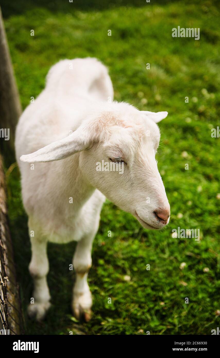 Goat in the stable hi-res stock photography and images - Alamy