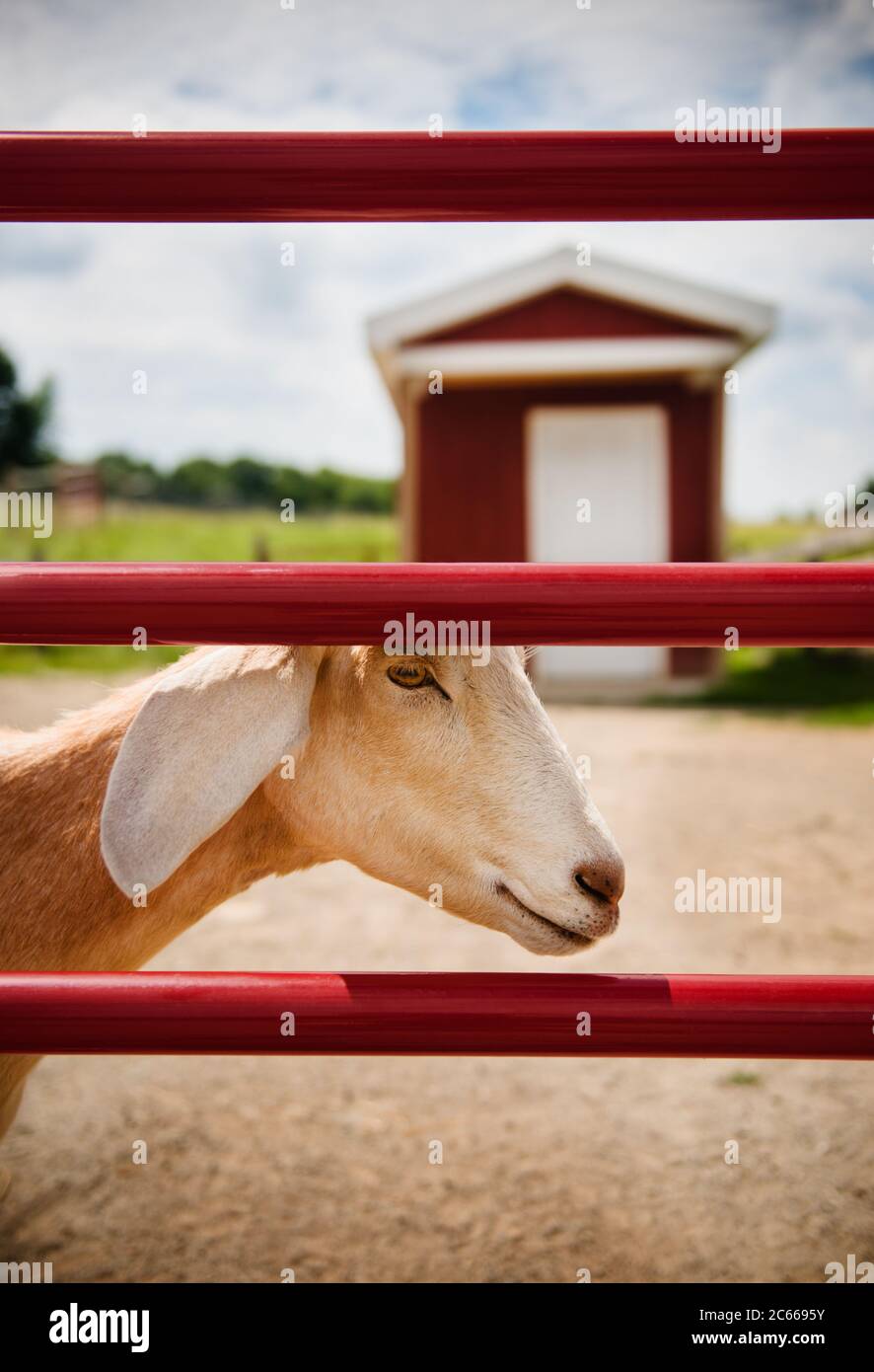 Goat in stable Stock Photo - Alamy