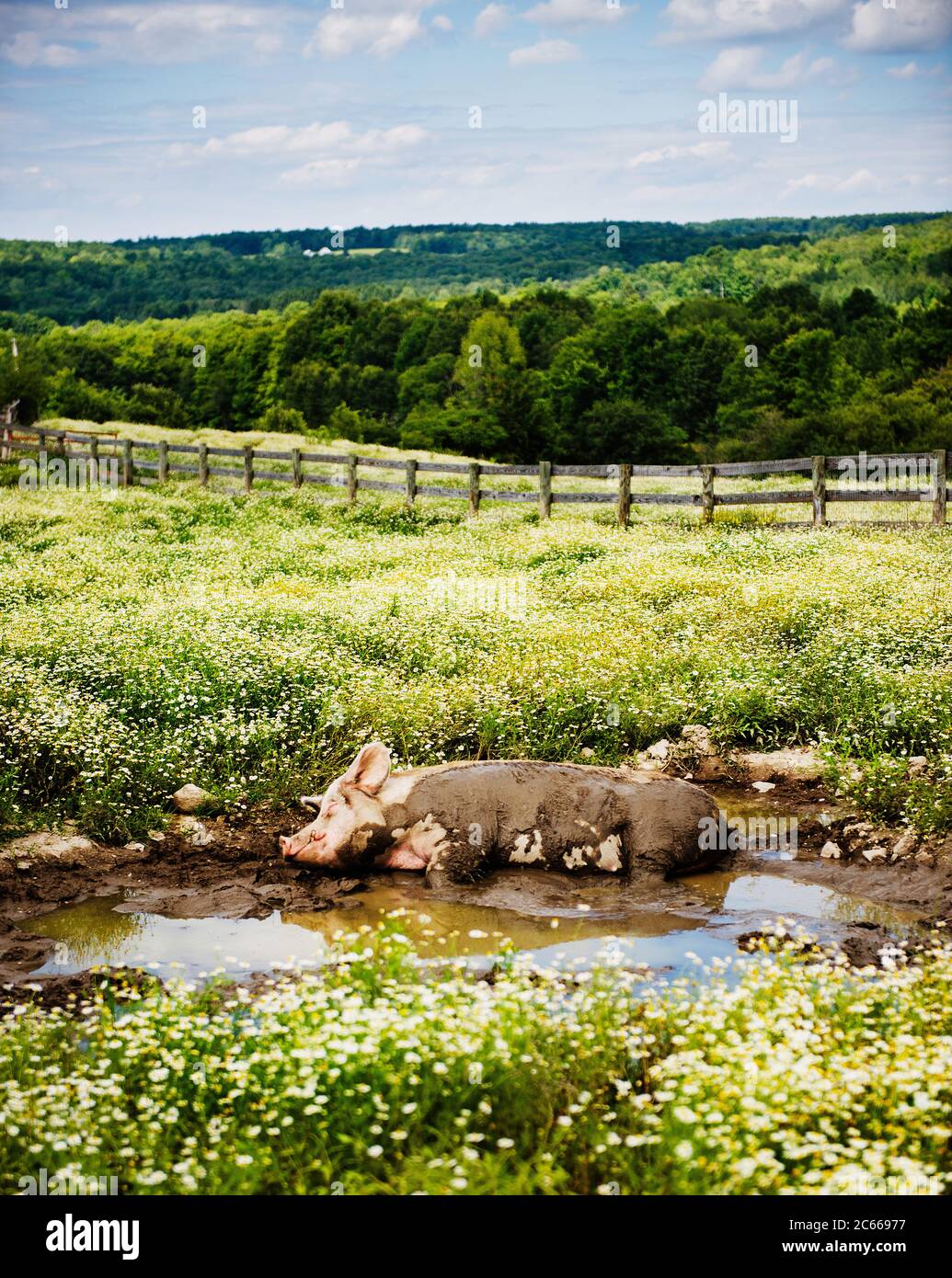 pig lying in mud on a farm Stock Photo - Alamy