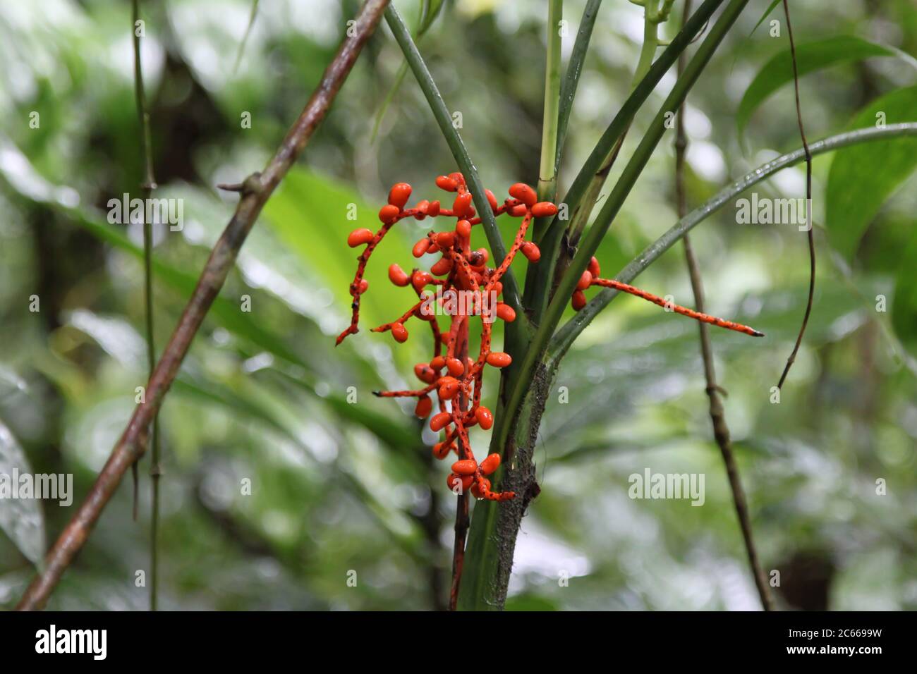 Wild berries in the Monteverde park in Costa Rica Stock Photo - Alamy
