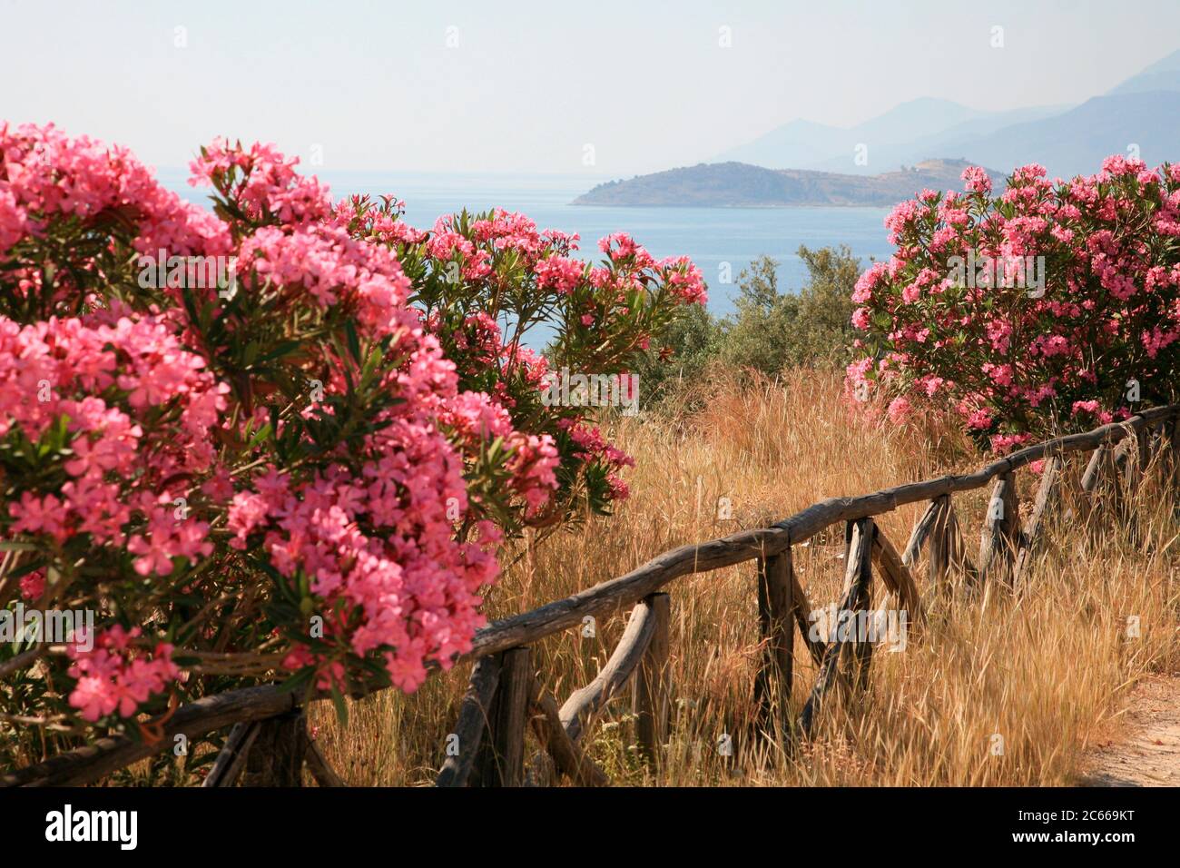 Greece, pelepones, sea view with oleander Stock Photo - Alamy