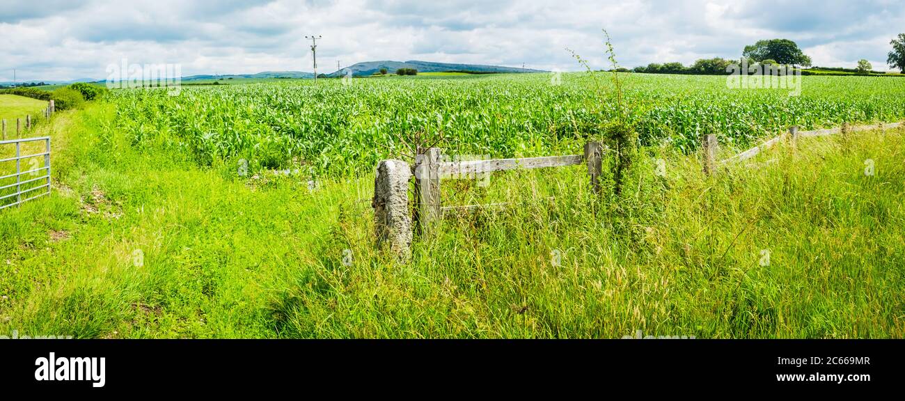 Young plants panorama hi-res stock photography and images - Alamy