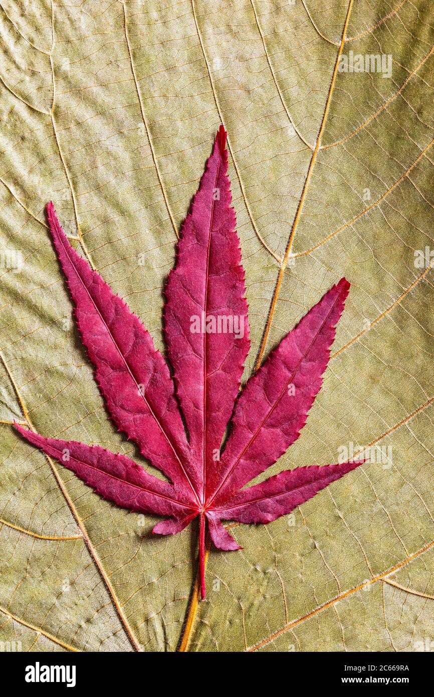 Acer palmatum maple sheet leaf hi-res stock photography and images - Alamy