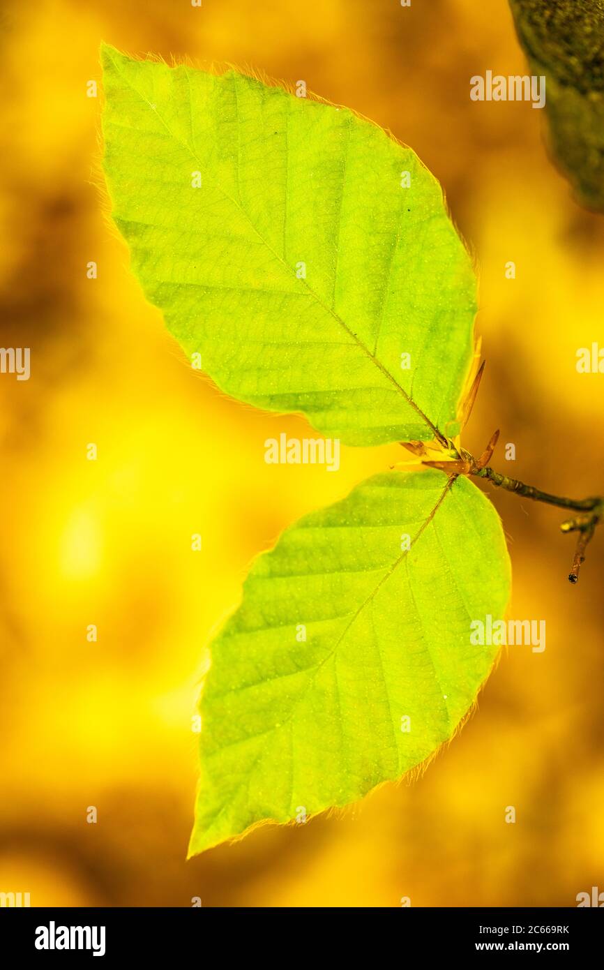 young beech leaves, Fagus sylvatica, close-up Stock Photo - Alamy