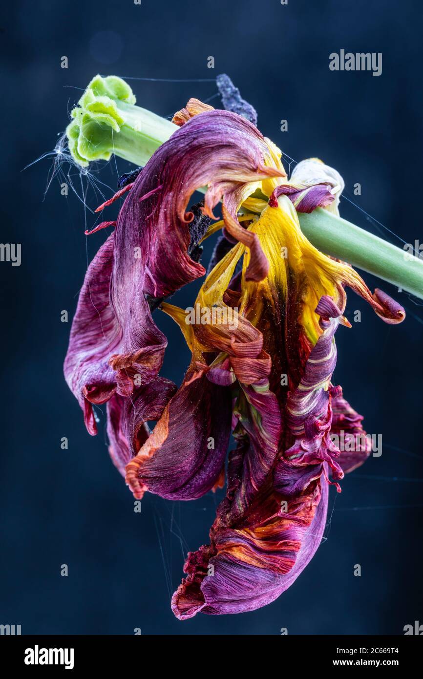 A faded tulip, close-up Stock Photo - Alamy