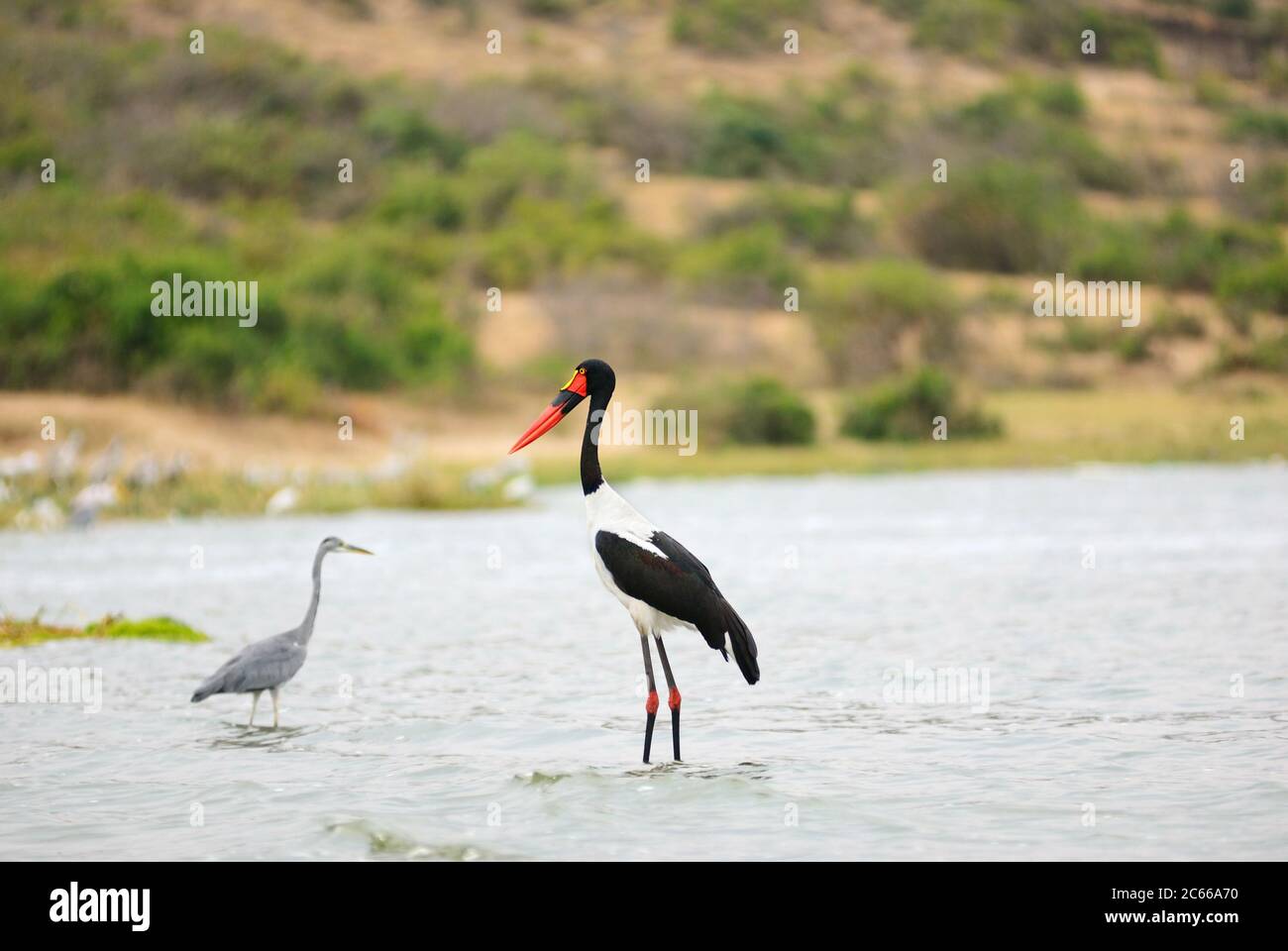 Stork Jabiru African, Uganda Stock Photo - Alamy