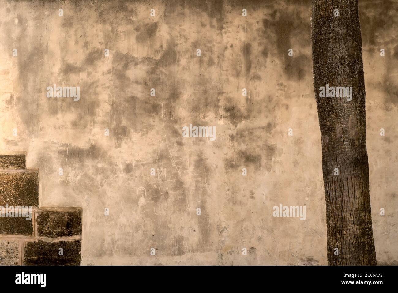 The Trunk Of A Tree Against A Wall In Cadiz Spain Stock Photo - Alamy