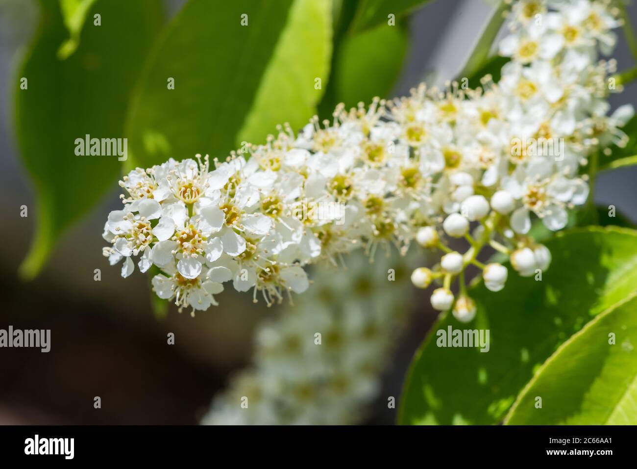 A Prunus padus, known as bird cherry, hackberry, hagberry, or Mayday ...