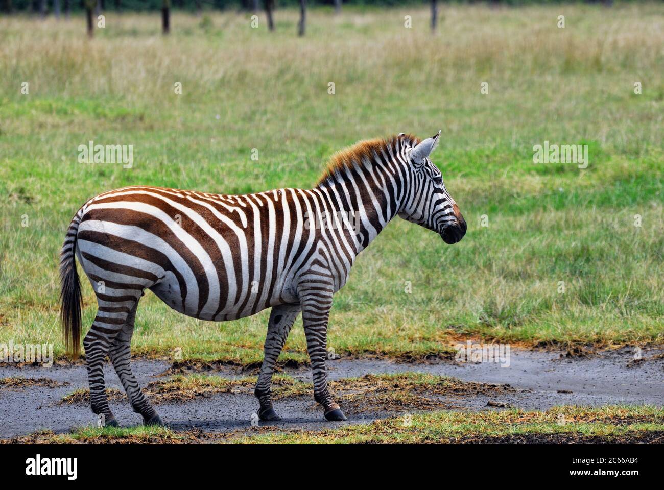 A lonely adult zebra stand in the savannah, Nakuru Lake national park ...