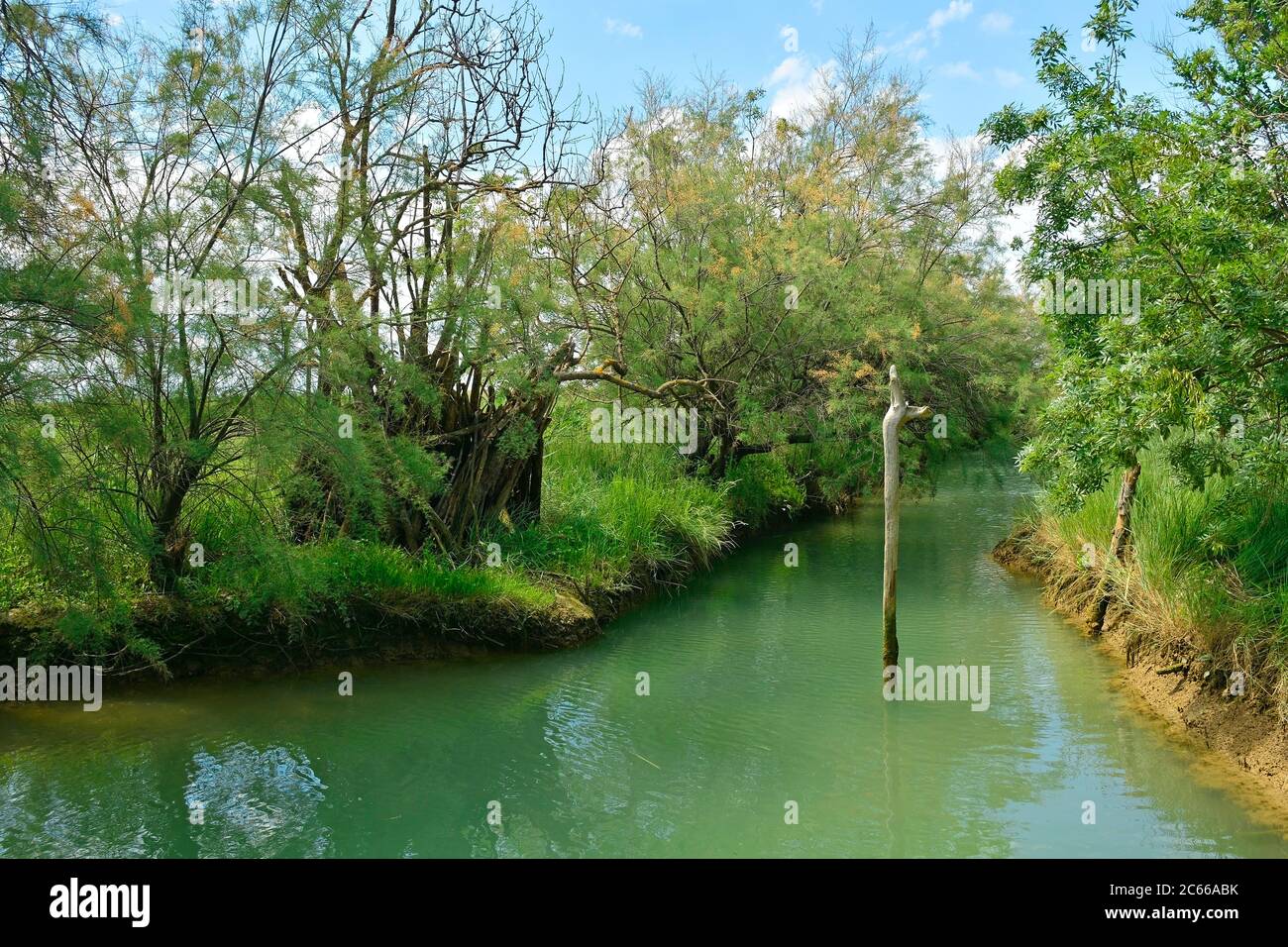The wetlands of Isola Della Cona in Friuli-Venezia Giulia, north east ...