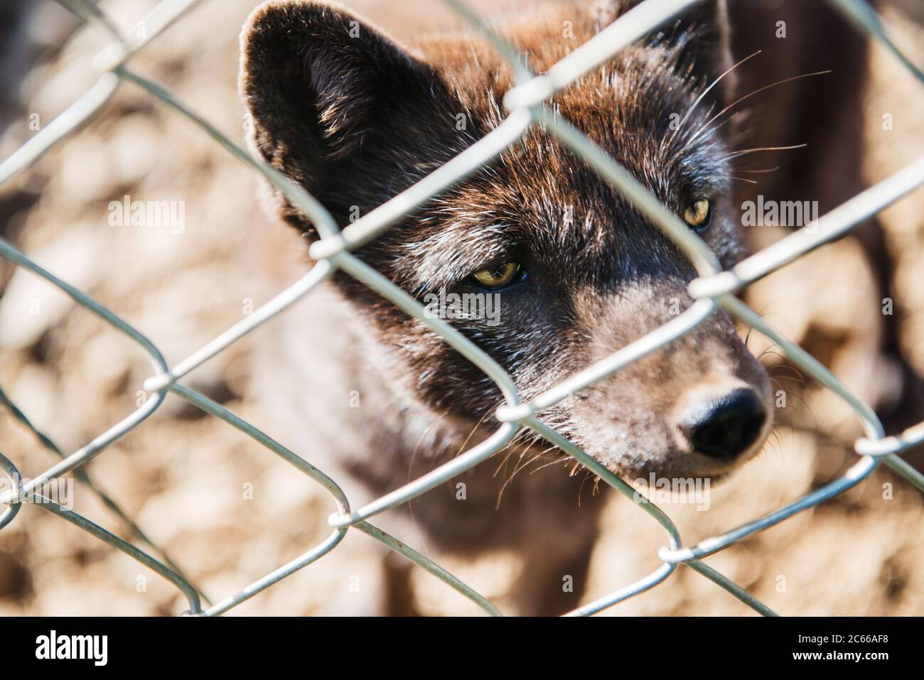 Arctic fox in the Westfjords, Iceland, Scandinavia, Europe Stock Photo ...