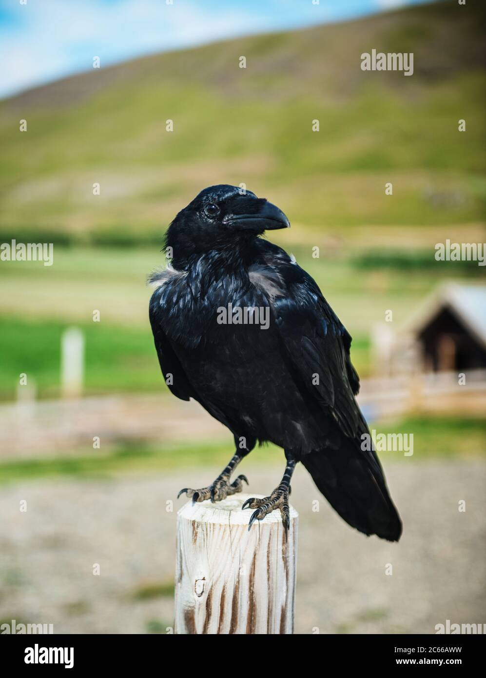 raven on a fence, Iceland, Scandinavia, Europe Stock Photo - Alamy