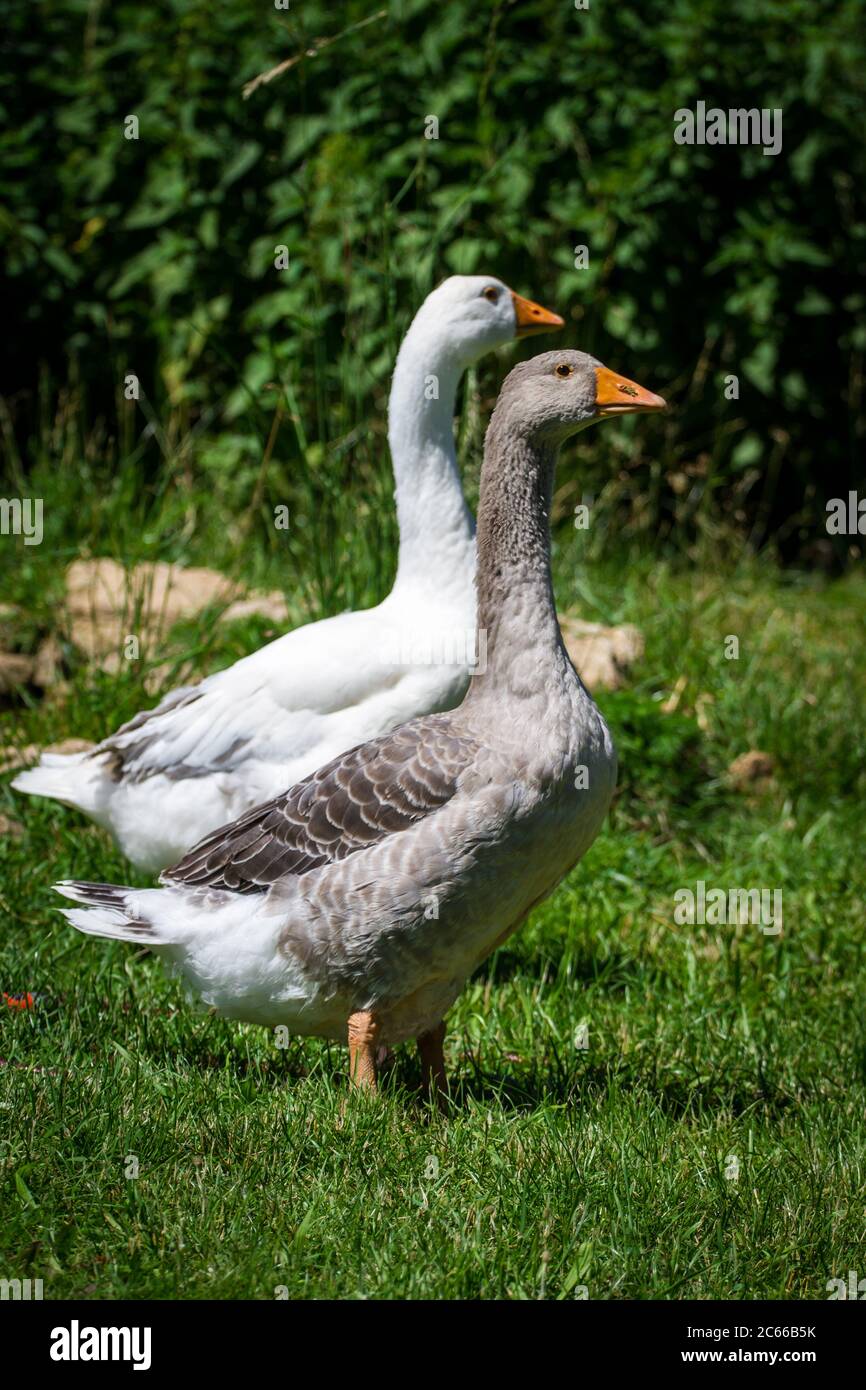 Geese of the goose breed "Österreichische Landgans", a critically ...
