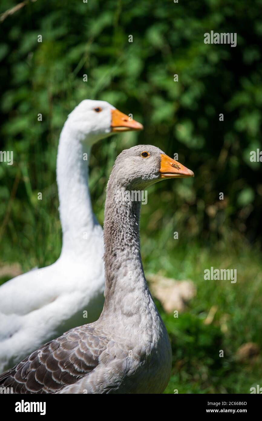Critically endangered farm animal breed hi-res stock photography and ...