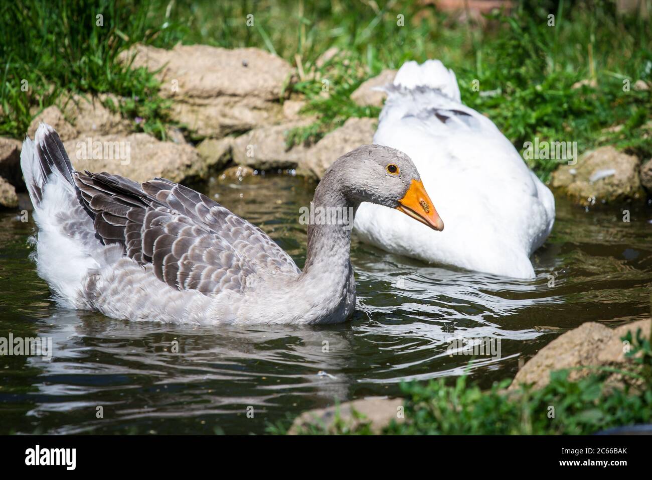 Geese of the goose breed "Österreichische Landgans", a critically ...