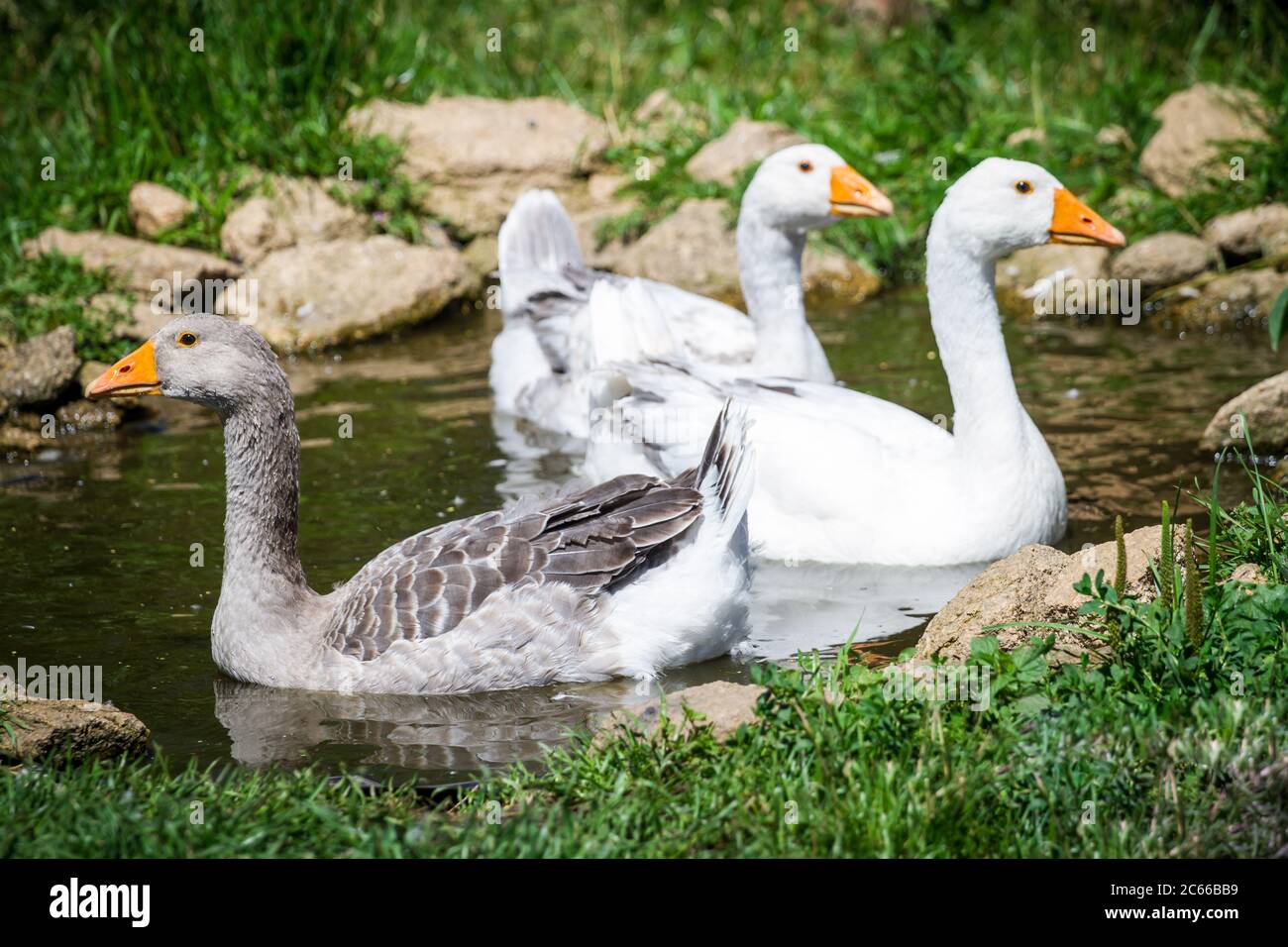Geese of the goose breed "Österreichische Landgans", a critically ...