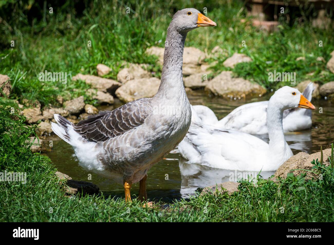 Geese of the goose breed "Österreichische Landgans", a critically ...
